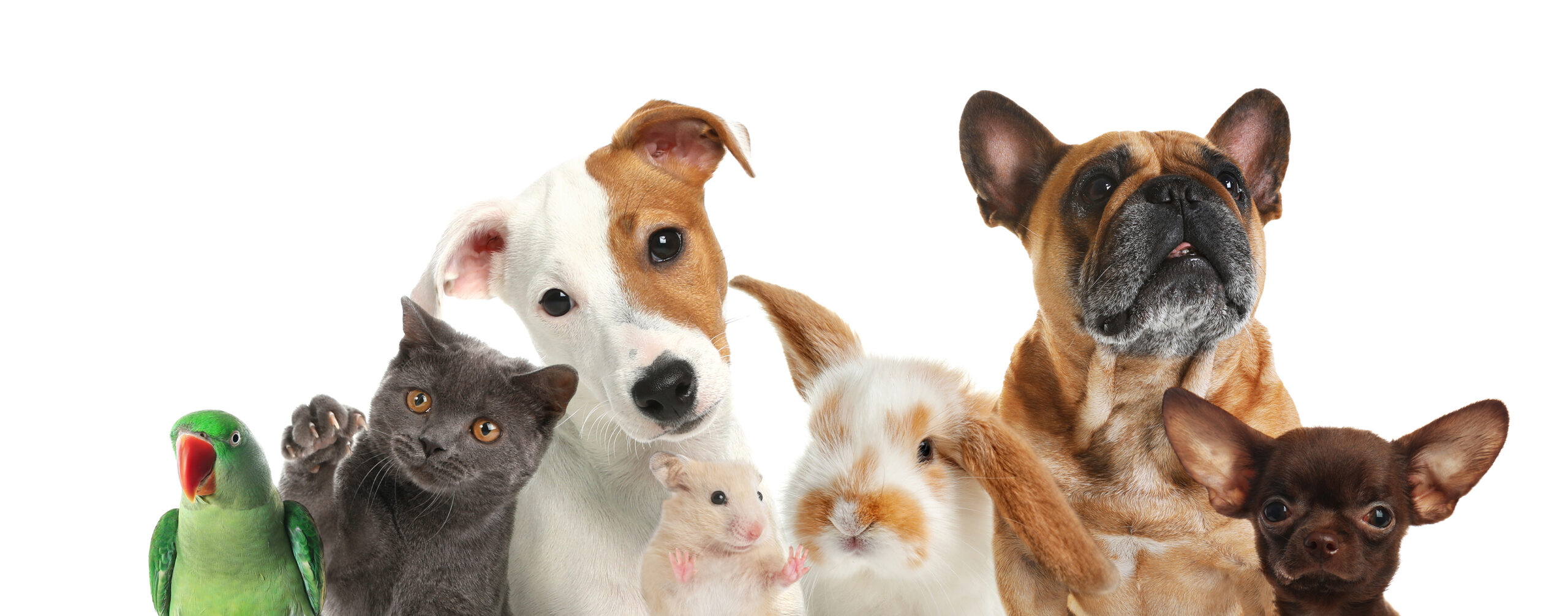 HPEP Nevada WICHE/USU Veterinary School Stipend — The Nevada Office of ...
